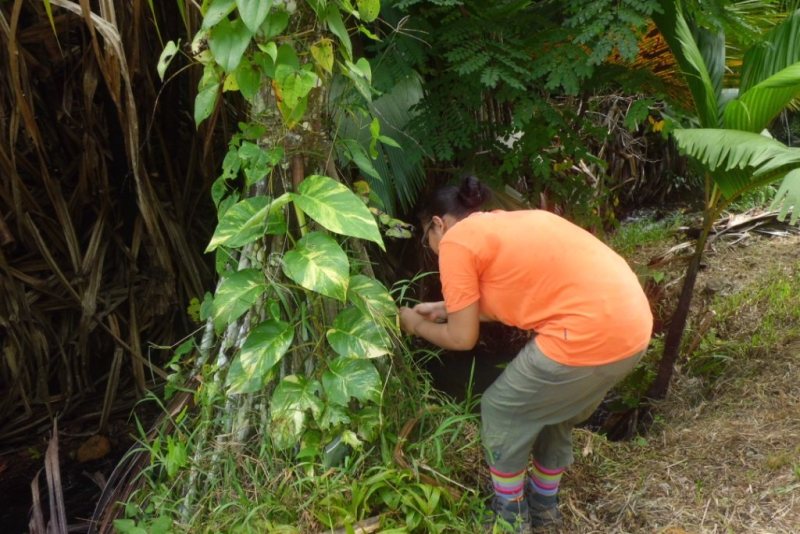 Work on to control invasive creepers -Archive -Seychelles Nation