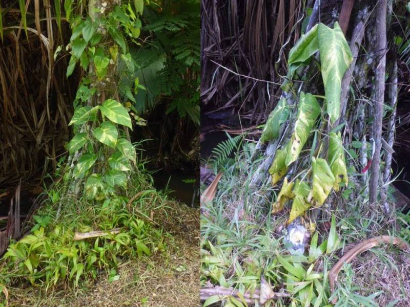 Work on to control invasive creepers -Archive -Seychelles Nation