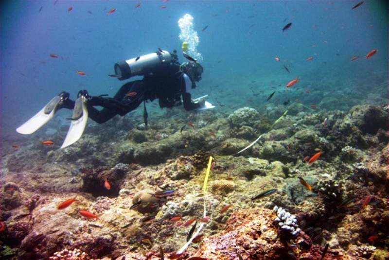 Conservation staff trained in coral reef monitoring techniques -Archive ...