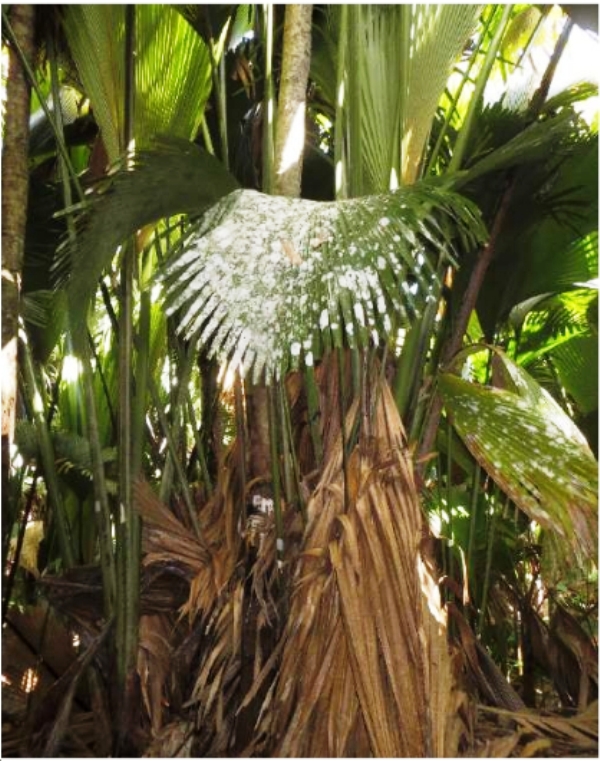 Short distance seed dispersal results in strong genetic structuring in ...