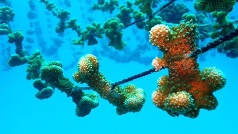 Coral nurseries – preparing corals for the reef -Archive -Seychelles Nation