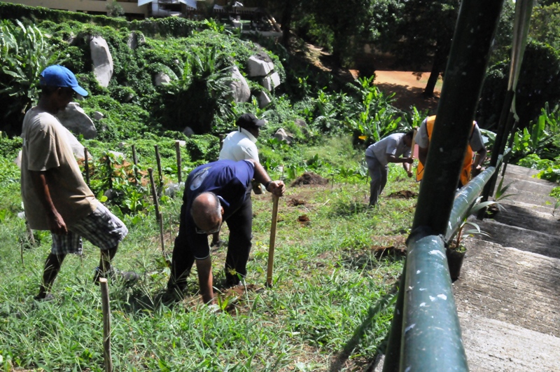 Lions Club leads major tree-planting project -Archive -Seychelles Nation