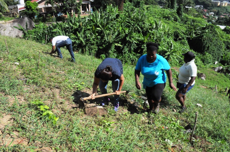 Lions Club leads major tree-planting project -Archive -Seychelles Nation