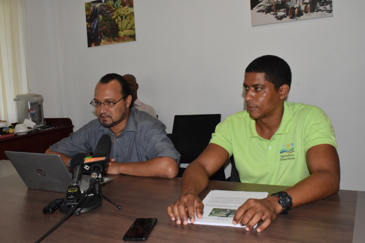 Leaf beetles infestation -Seychelles Nation