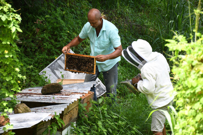 Beekeepers gain skills in rearing of queen bee -Seychelles Nation
