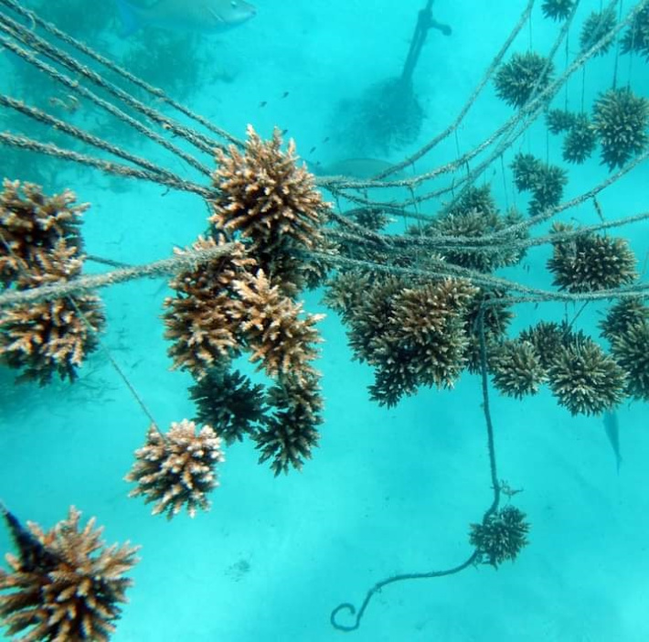 Global coral bleaching event hits Seychelles -Seychelles Nation