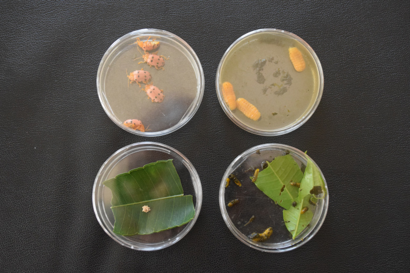 Leaf beetles infestation -Seychelles Nation