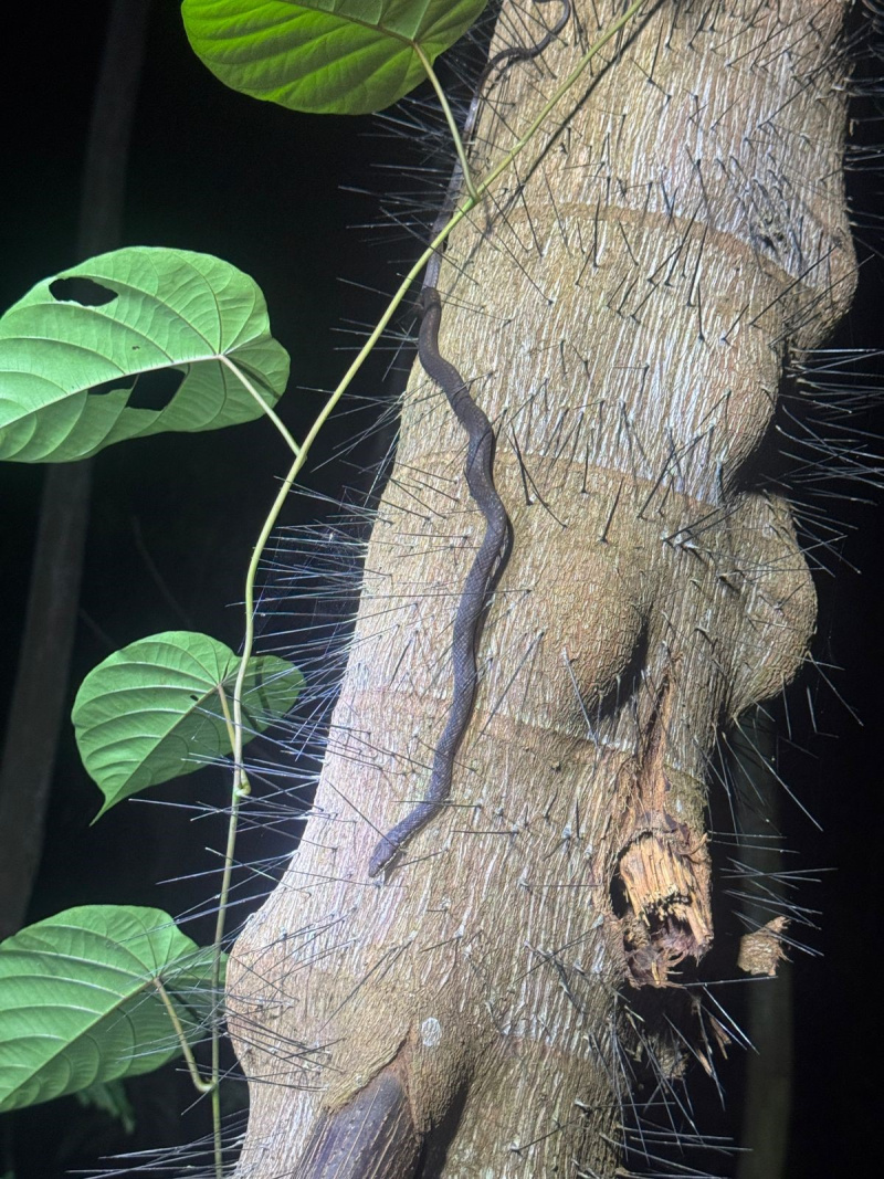 A nighttime adventure with ‘Dan Sours’ Night Safari -Seychelles Nation